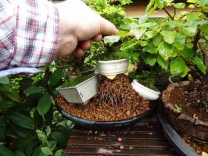 Orchid Humidity Trays: How Efficient Are They? – Orchideria