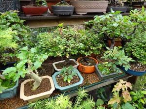 Orchid Humidity Trays: How Efficient Are They? – Orchideria