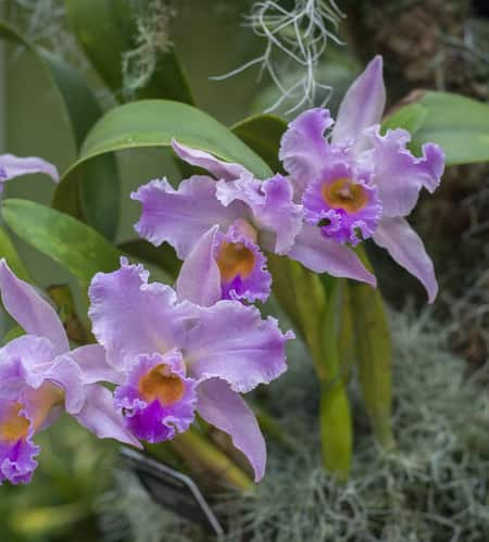 Orchid Life Cycle 101: Steps Of Your Orchid’s Life - Orchideria