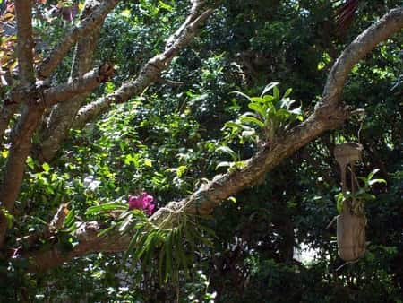 Mounted Orchids: How To Grow Orchids On Trees - Orchideria