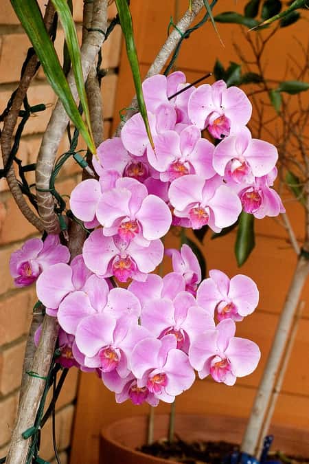 Mounted Orchids: How To Grow Orchids On Trees - Orchideria