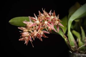 Orchid Anatomy and Terminology – Orchideria