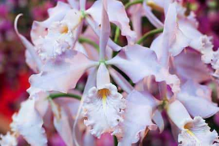 Orchid Life Cycle 101: Steps Of Your Orchid’s Life - Orchideria