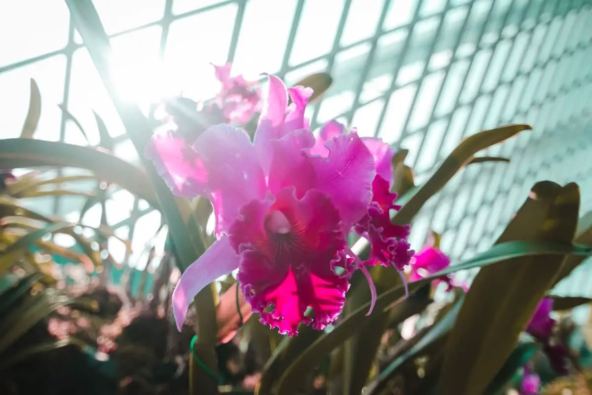 Cattleya Orchid Care: 7 Essential Tips for Perfect Blooms — Orchideria