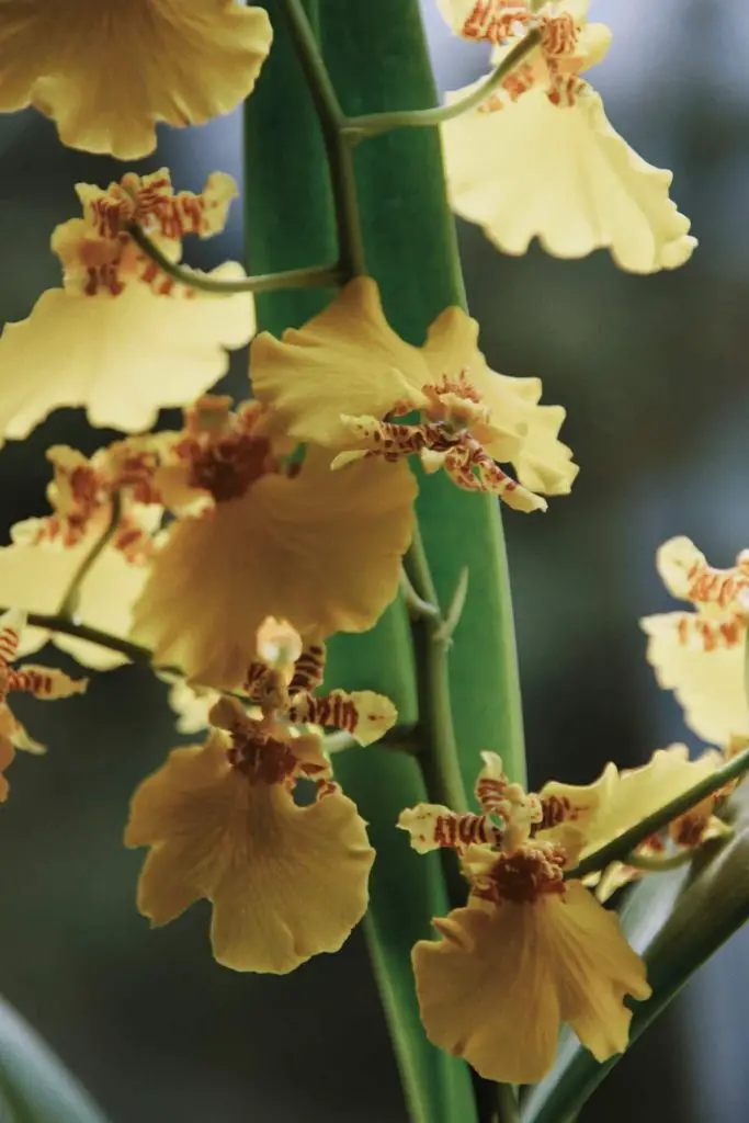 Orchid Anatomy and Terminology – Orchideria