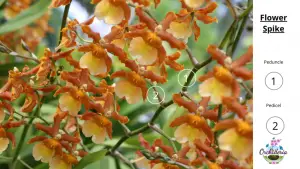 Orchid Anatomy and Terminology – Orchideria