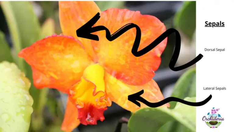 Orchid Anatomy And Terminology - Orchideria