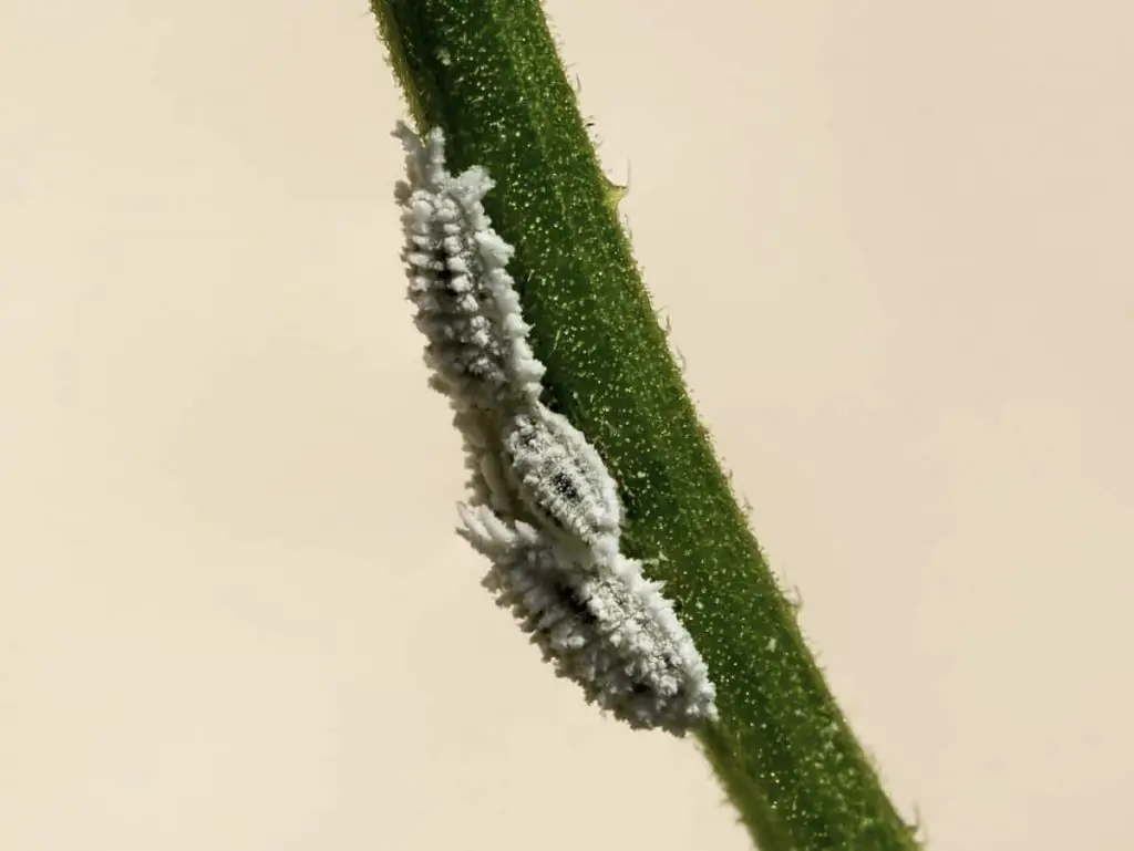 Mealybugs on Orchids: 7 Remedies to Eliminate Them For Good – Orchideria
