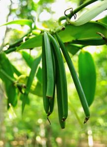 Vanilla Orchid: Best Tips on How to Grow Vanilla Indoors – Orchideria