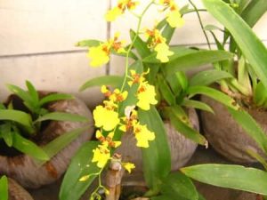Orchid Life Cycle 101: Steps of Your Orchid’s Life – Orchideria