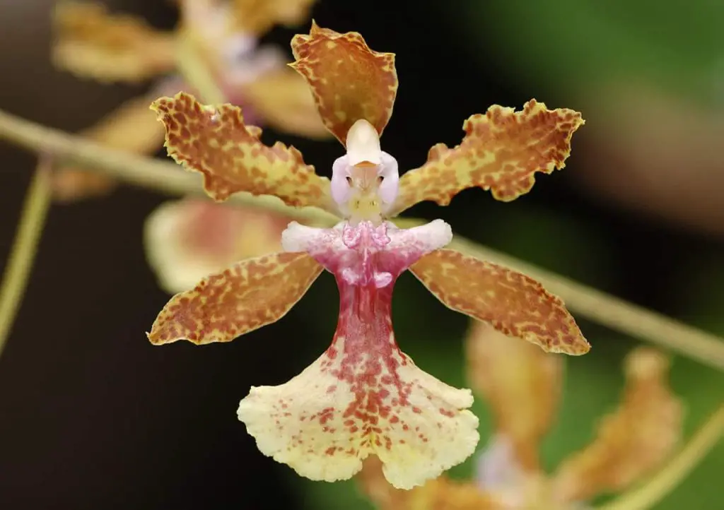 What is a Terminal Spike? Is my Orchid Going to Die? — Orchideria