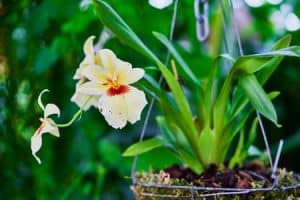 Orchid Scents: The Top 18 Most Fragrant Orchids - Orchideria
