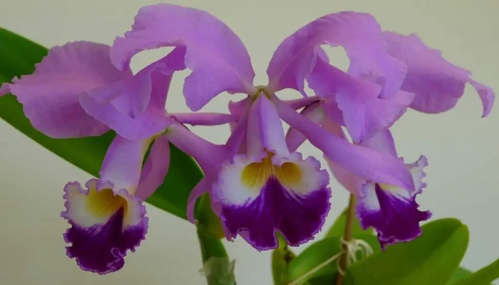 What are Sheaths? Learn to Encourage Blossoms in Cattleyas — Orchideria