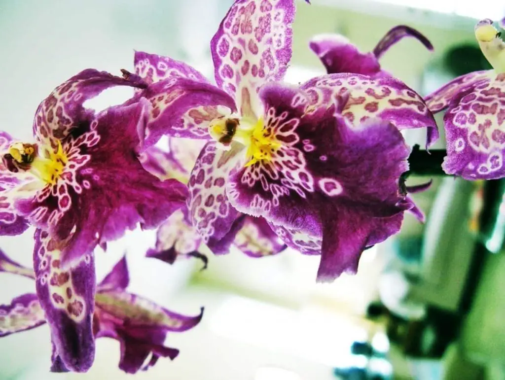 Peloric Orchids: What to Know Before You Buy One – Orchideria