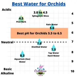 What’s Best? Hard, Soft, or Distilled Water for Orchids? – Orchideria