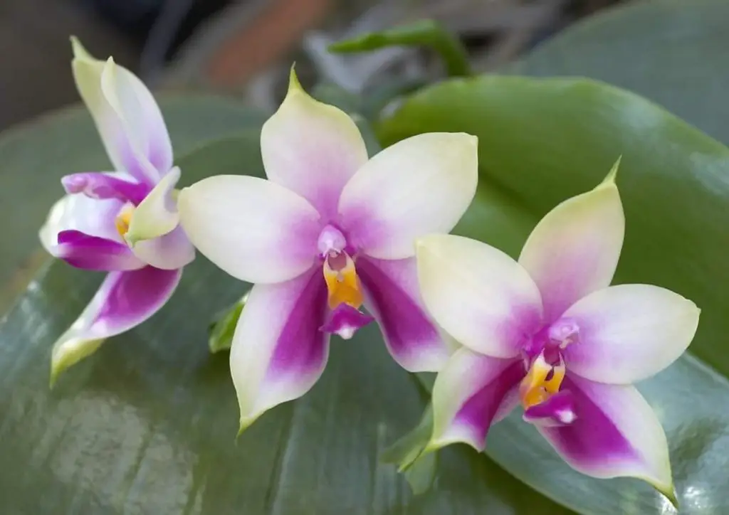 6 Exquisite Colors of Moth Orchids and Their Meanings — Orchideria