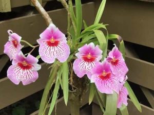 Miltoniopsis Care Guide: How-To Grow, Culture, & Care Sheet – Orchideria