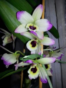 Types of Dendrobiums: Learn How to Identify Dendrobiums – Orchideria
