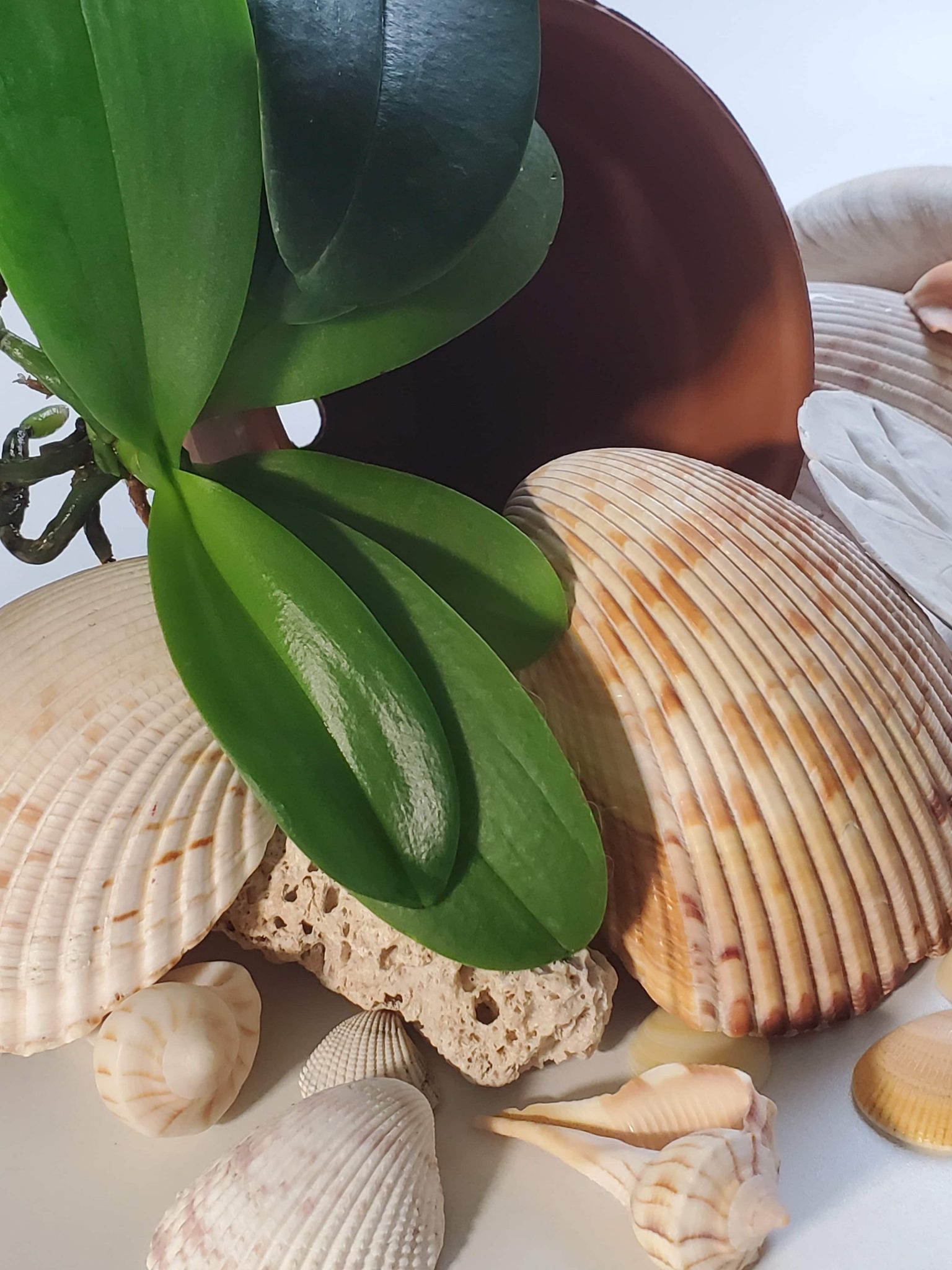 Mounting Orchids On Clay Pots: Complete Guide And Directions - Orchideria