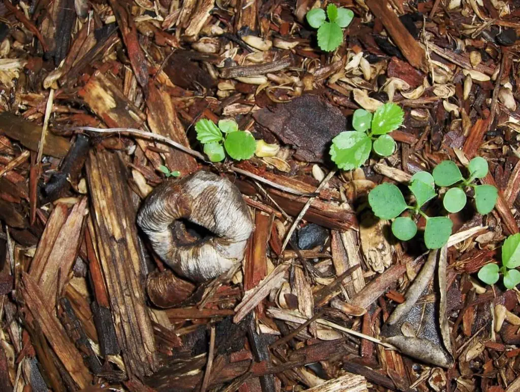 Orchid Bark VS Mulch: What’s the Best Potting Medium? – Orchideria