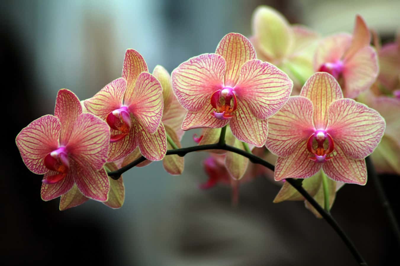 Why Is My Orchid Leaf Turning Red? 5 Reasons And Remedies - Orchideria