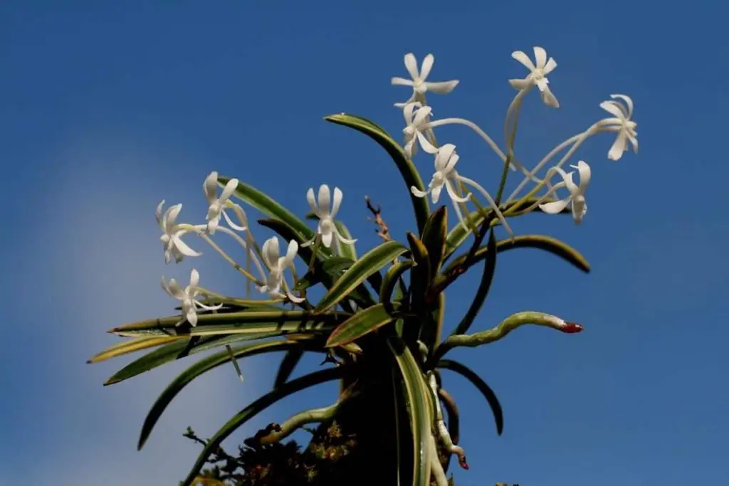 Pink and Purple Orchid Roots: 7 Possible Reasons – Orchideria