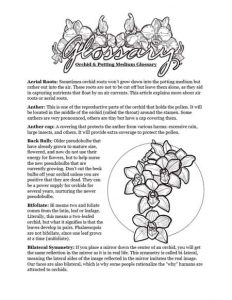 Orchid Anatomy and Terminology – Orchideria