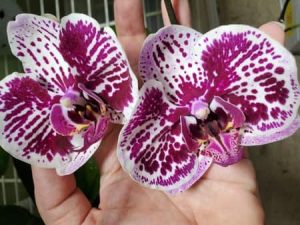 Orchid Anatomy and Terminology – Orchideria