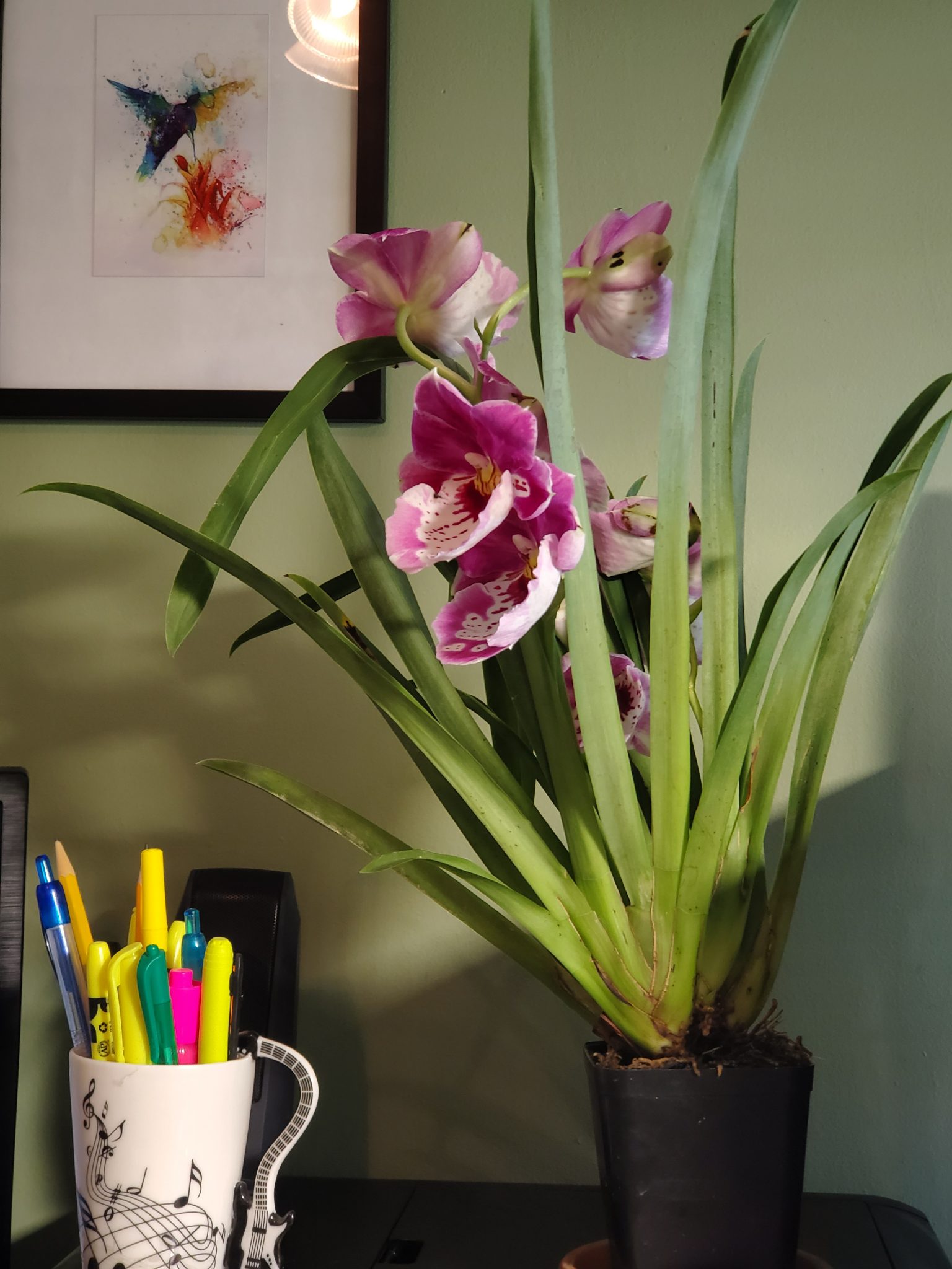 Orchid Life Cycle 101: Steps of Your Orchid’s Life – Orchideria