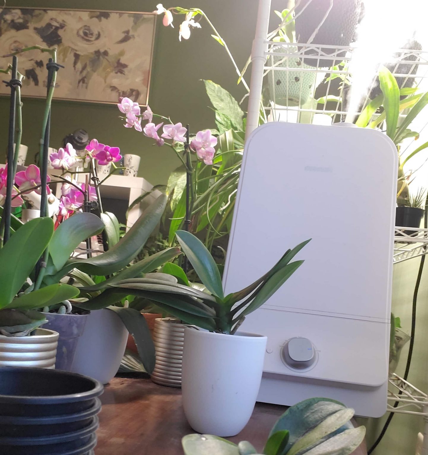Orchid Setup: How to Create an Indoor Space to Grow Orchids – Orchideria