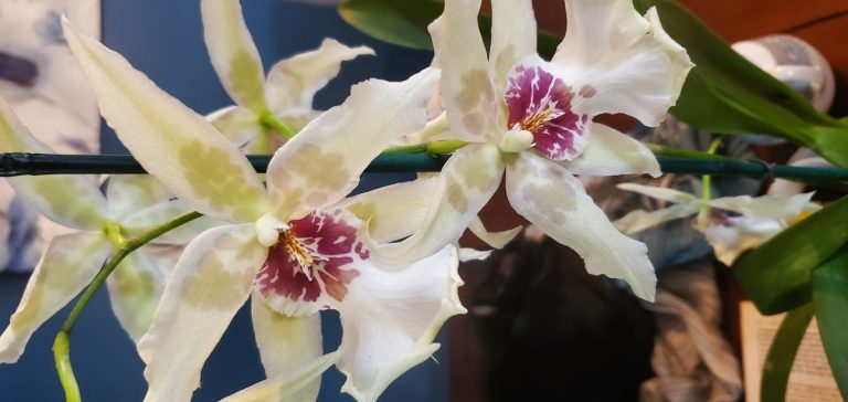 Rice Water for Orchids: In-Depth Nutrient Analysis – Orchideria