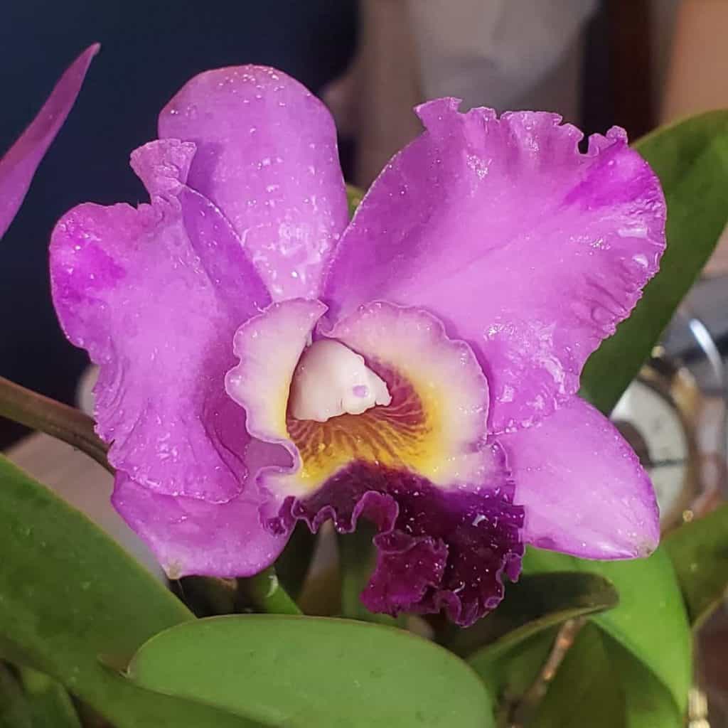 What is an Orchid Plug? – Orchideria