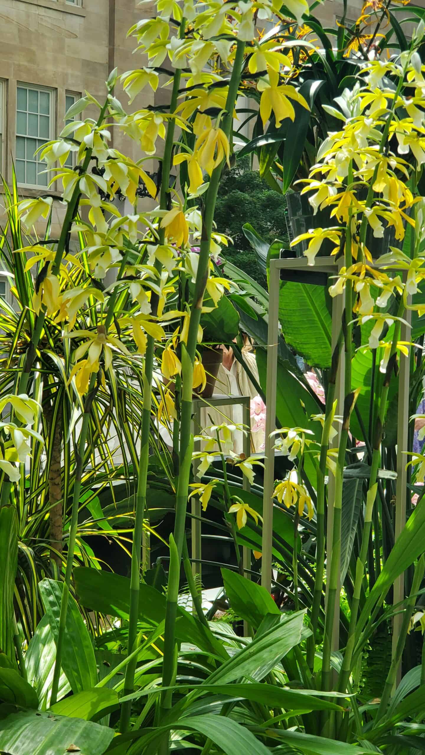 Phaius Orchids: 9 Tips for Perfect Care – Orchideria