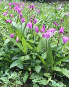 Bletilla Orchids: Everything You Need To Know – Orchideria