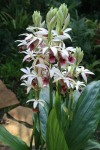 Phaius Orchids: 9 Tips for Perfect Care – Orchideria