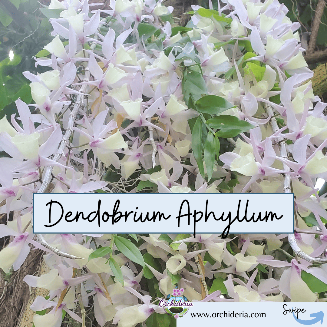 Dendrobium aphyllum Orchids: Care Guide – Orchideria